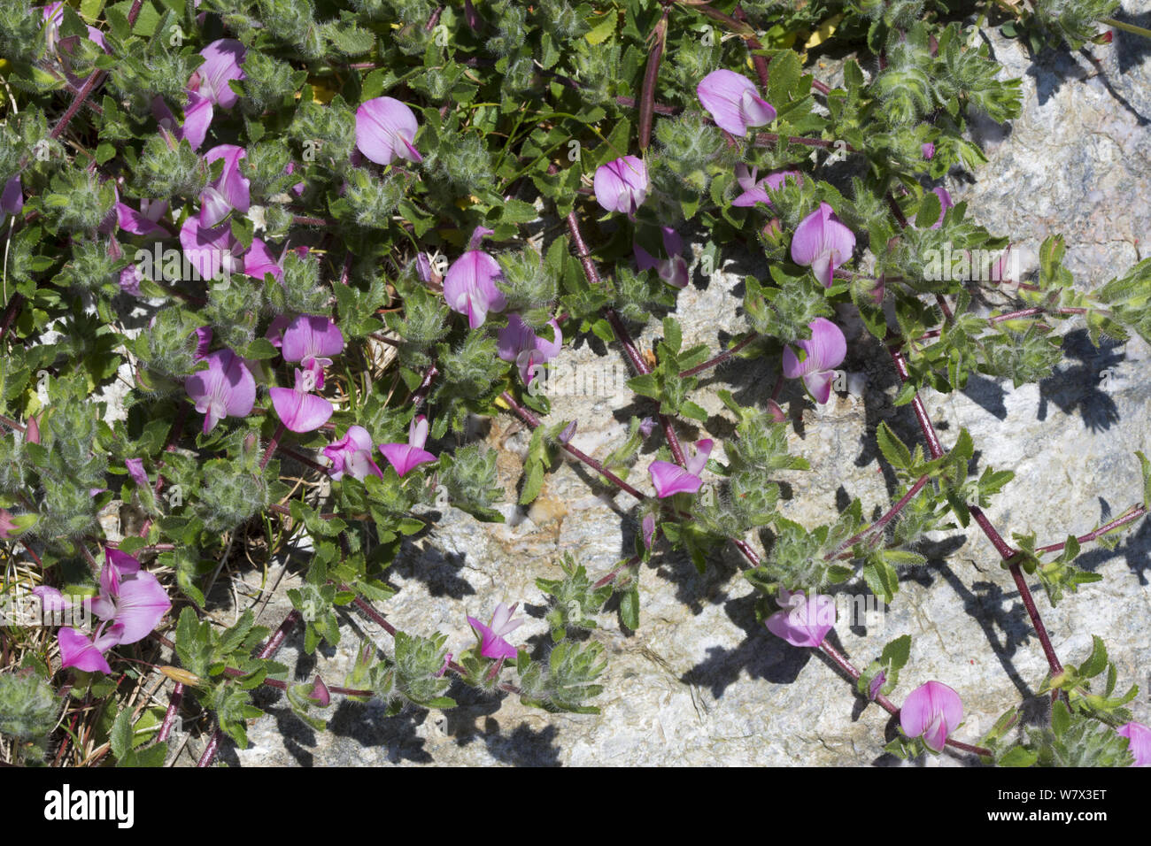 Common restharrow (Ononis repens) Devon, UK. June Stock Photo - Alamy
