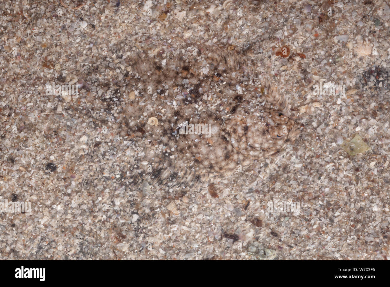 Hen fish hi-res stock photography and images - Alamy