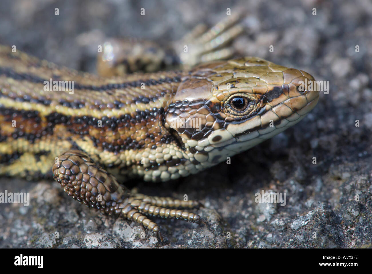 Common Lizard (Lacerta vivipara) close up of head, basking on rock ...