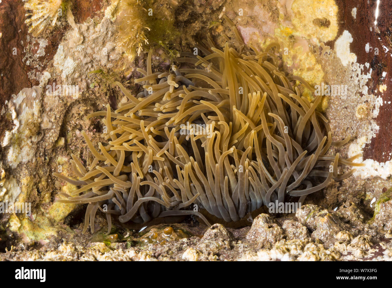 Snakelocks Anemone (Anemonia viridis), brown form. Found in a rockpool ...