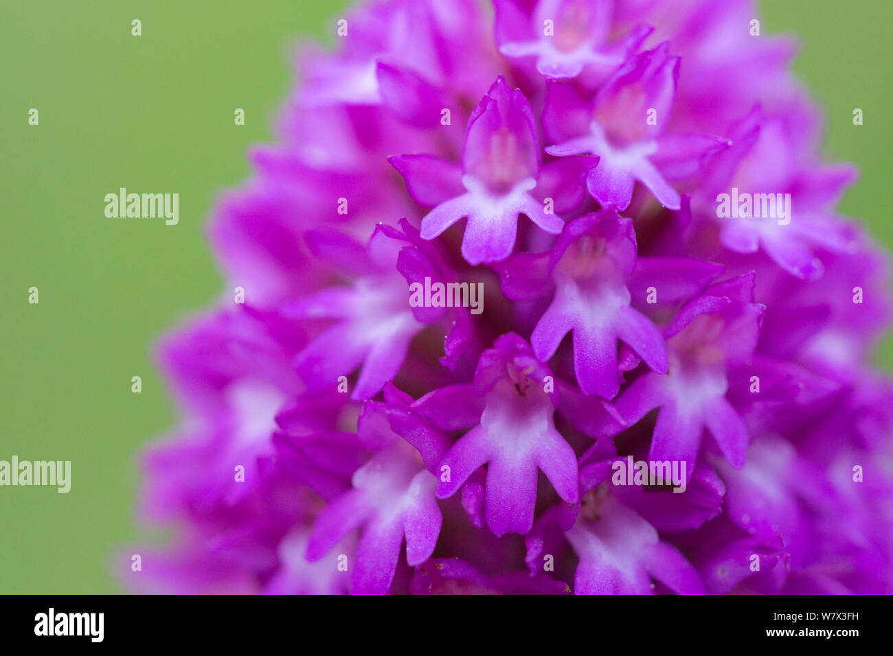 Pyramidal Orchid (Anacamptis pyramidalis) Peak District National Park ...