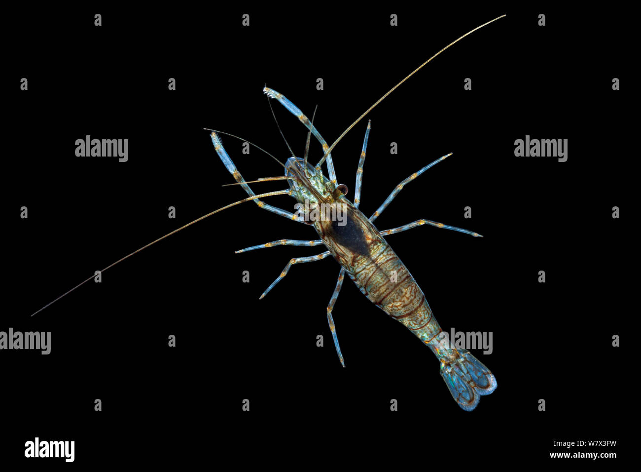 Common Prawn (Palaemon serratus) photographed in mobile field studio ...