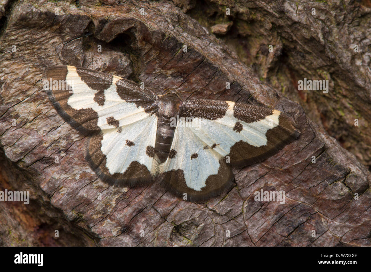 Clouded Border (Lomaspilis marginata) moth, Peak District National Park ...