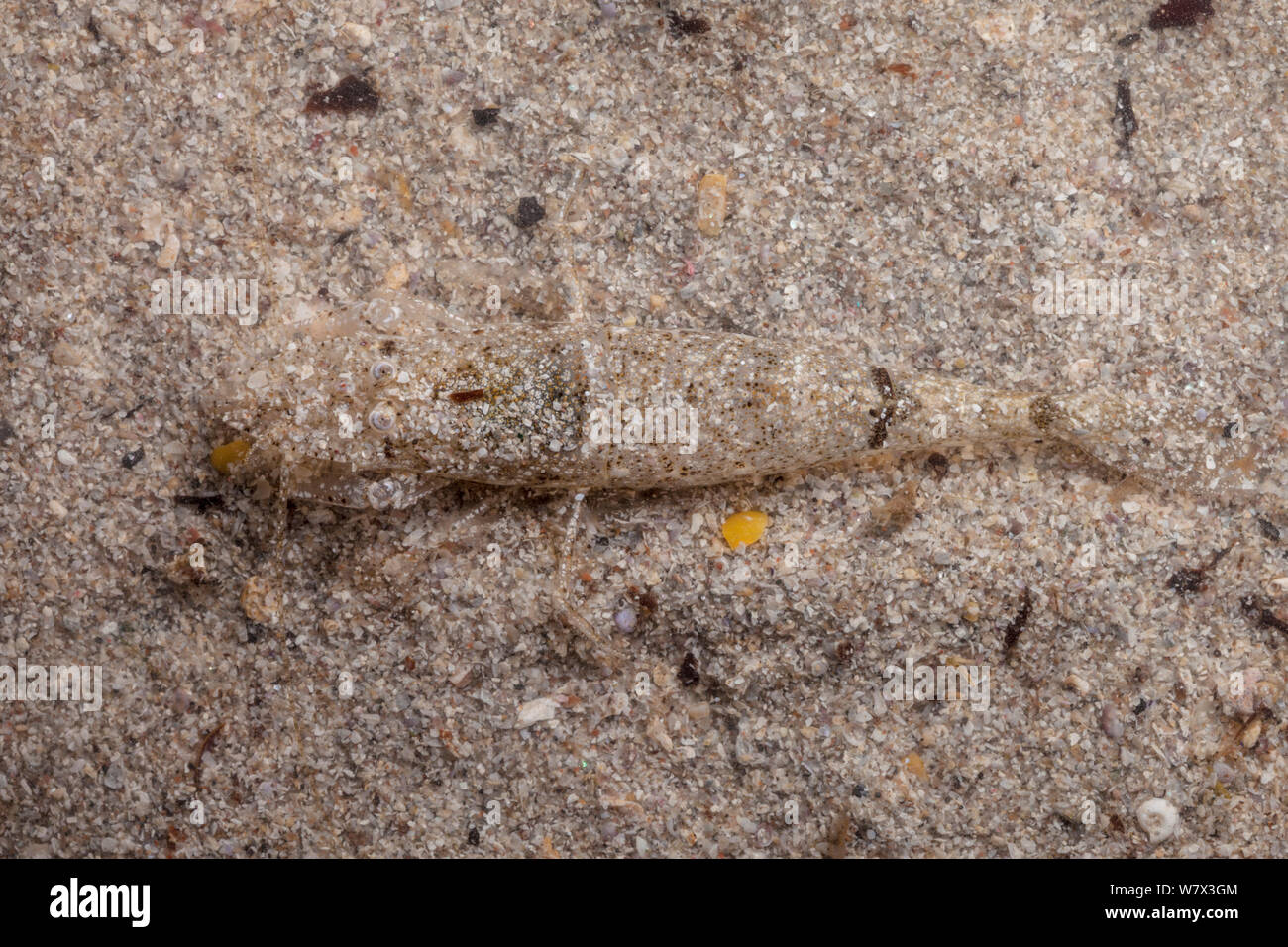 Brown / Common Shrimp (Crangon crangon) camouflaged in sand. Isle of ...