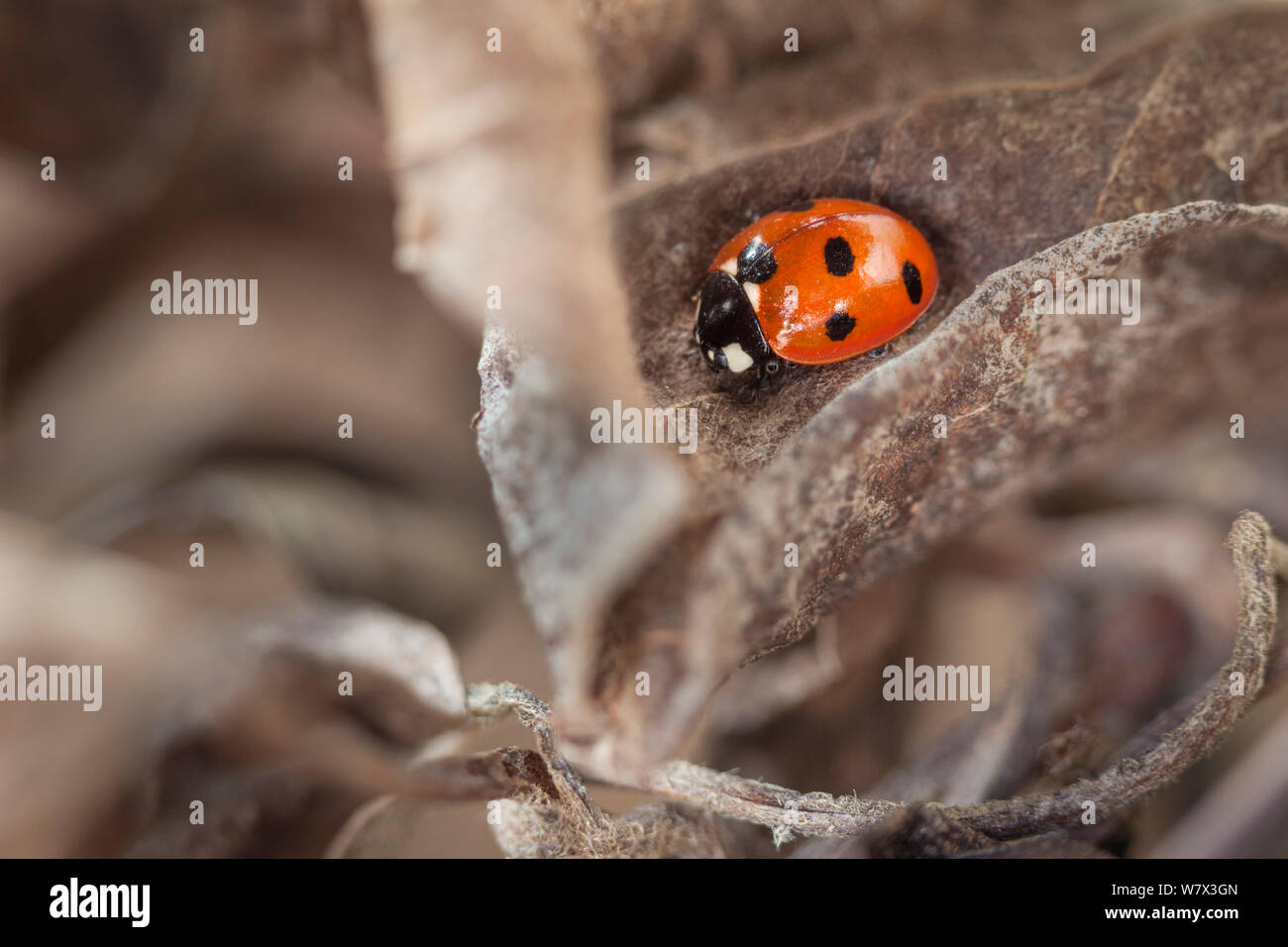 7 spot ladybird uk hi-res stock photography and images - Alamy