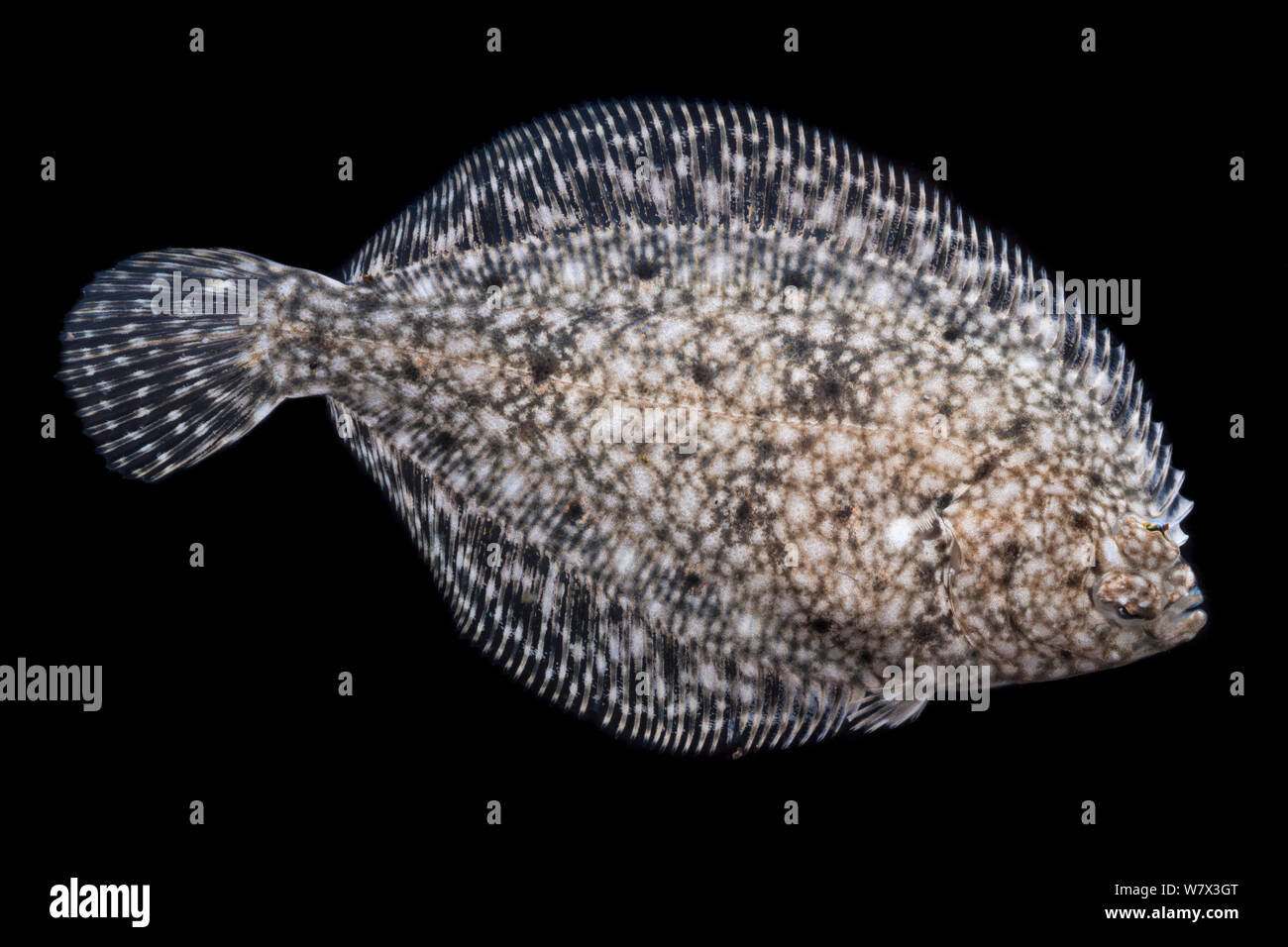 European Plaice juvenile (Pleuronectes platessa) on black background ...