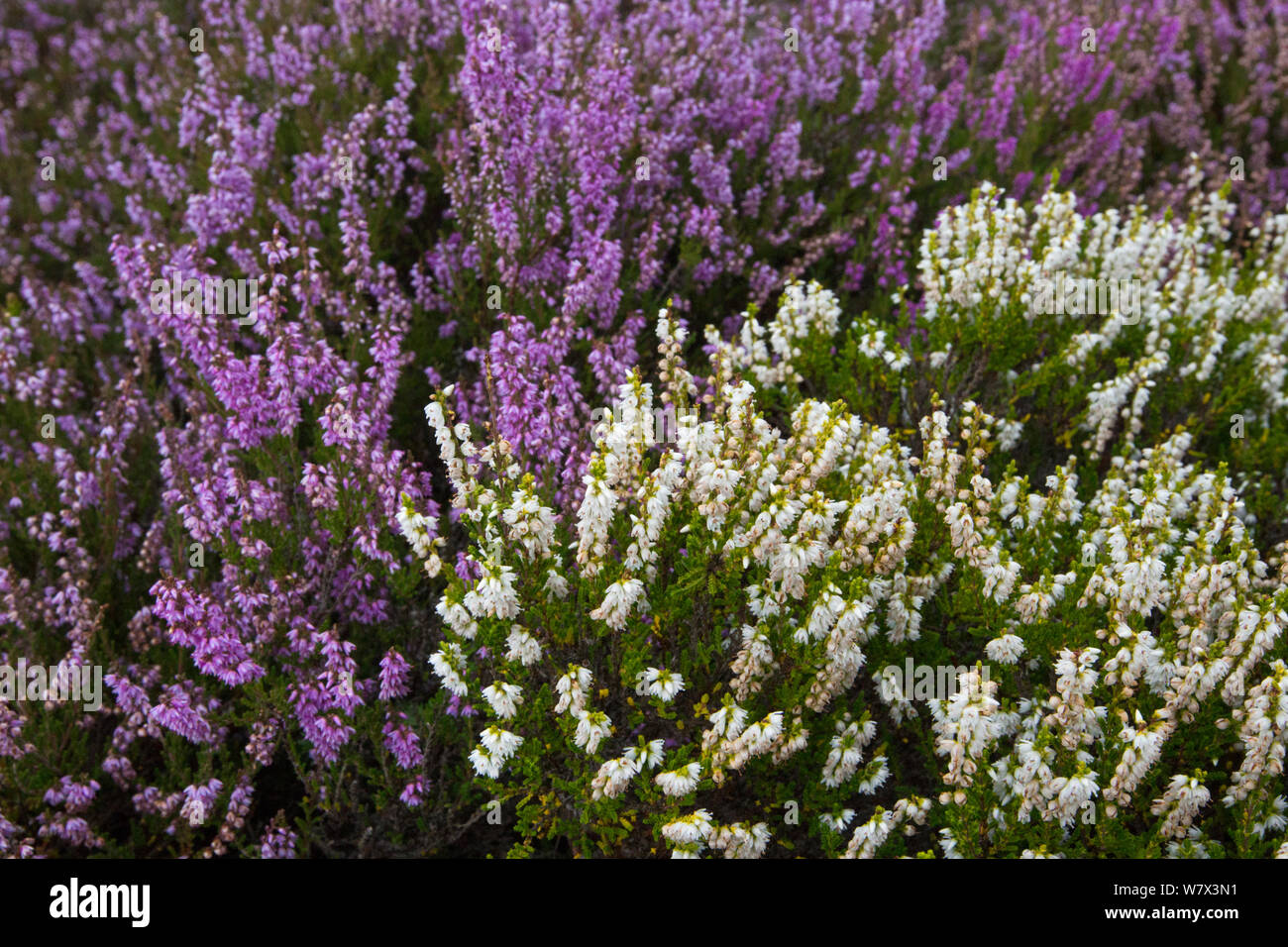 Ling Heather (Calluna vulgaris), showing rare white form. Peak District ...