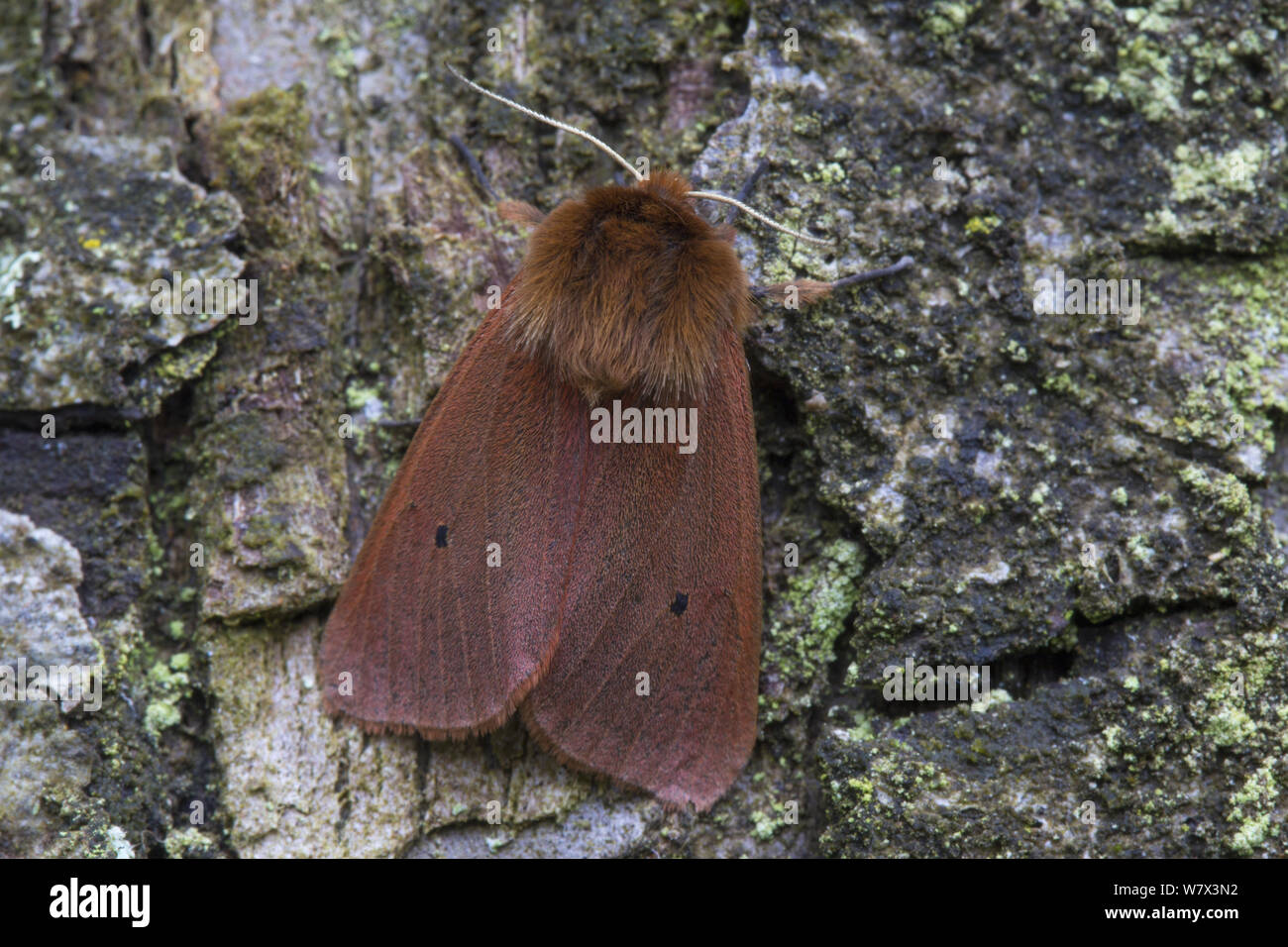 Ruby tiger moth uk hi-res stock photography and images - Alamy