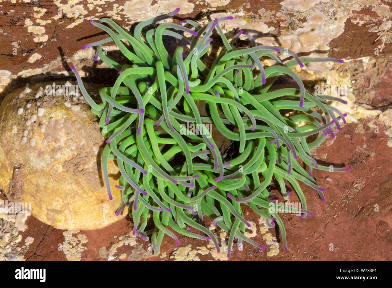 Rockpool animal hi-res stock photography and images - Alamy