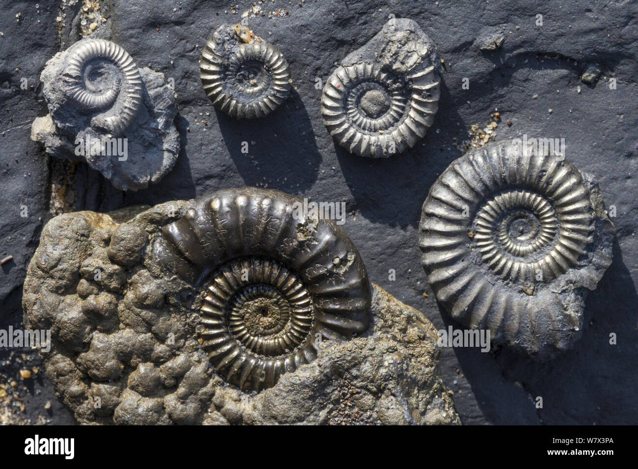 Mollusc Fossil High Resolution Stock Photography and Images - Alamy
