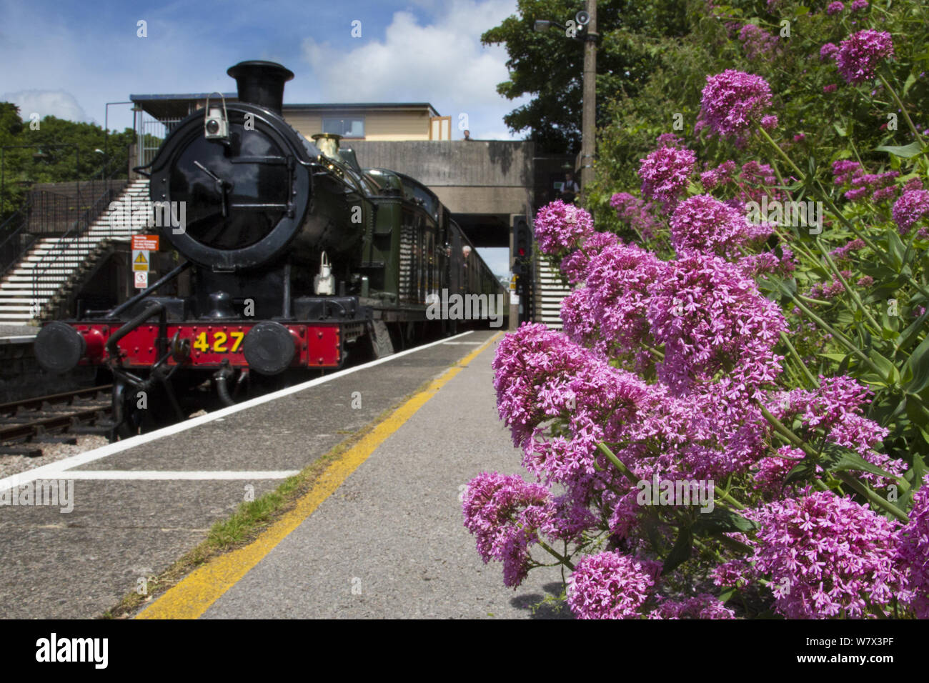 Pink Valerian (Centranthus ruber) growing along a railway line. Devon ...