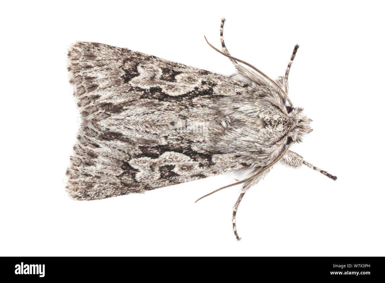Early moth hi-res stock photography and images - Alamy