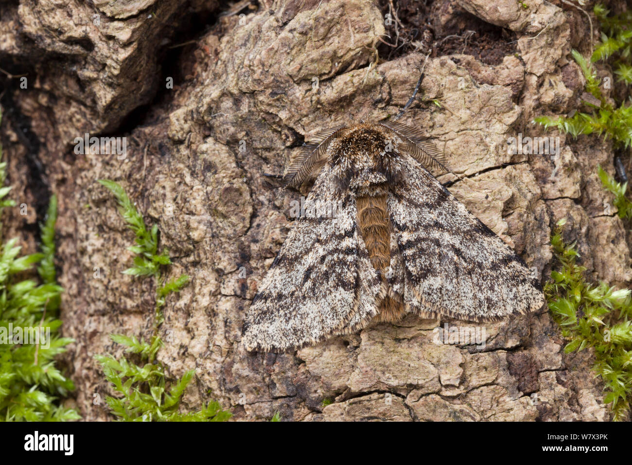 Brindled beauty hi-res stock photography and images - Alamy