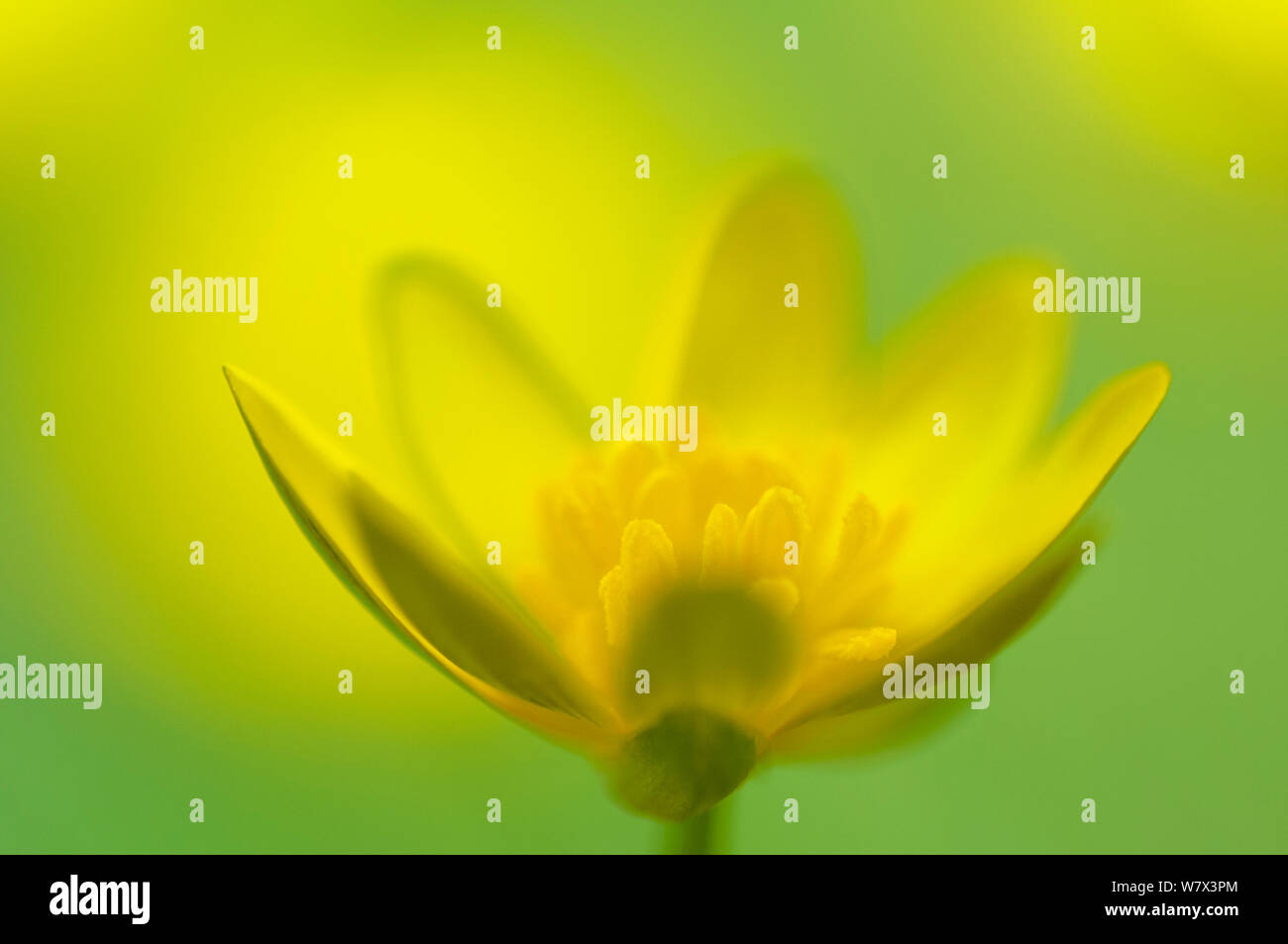 Lesser celandine flowers hi-res stock photography and images - Alamy