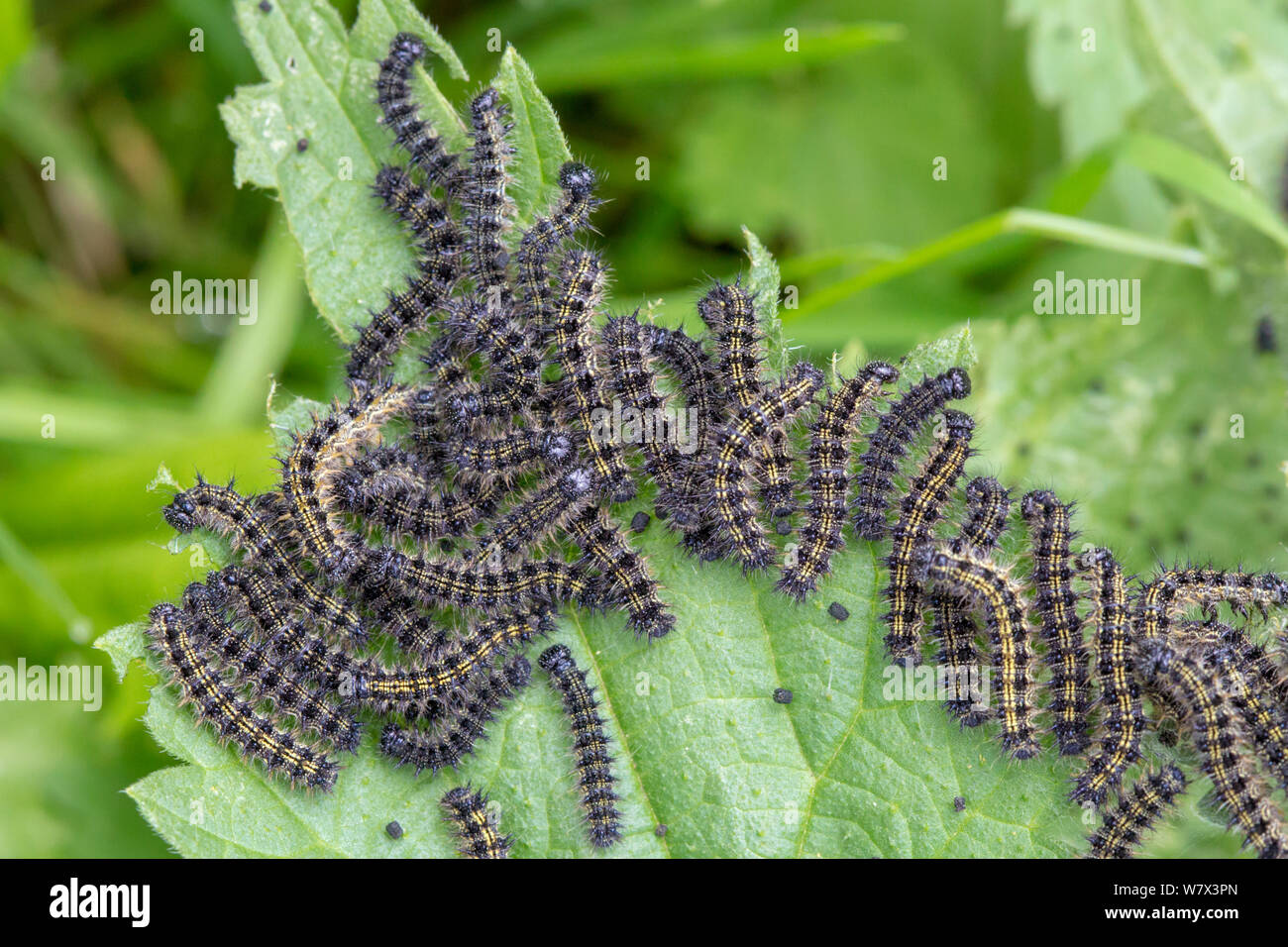 Caterpillars of Small tortoiseshell butterfly (Aglais urticae)on their ...