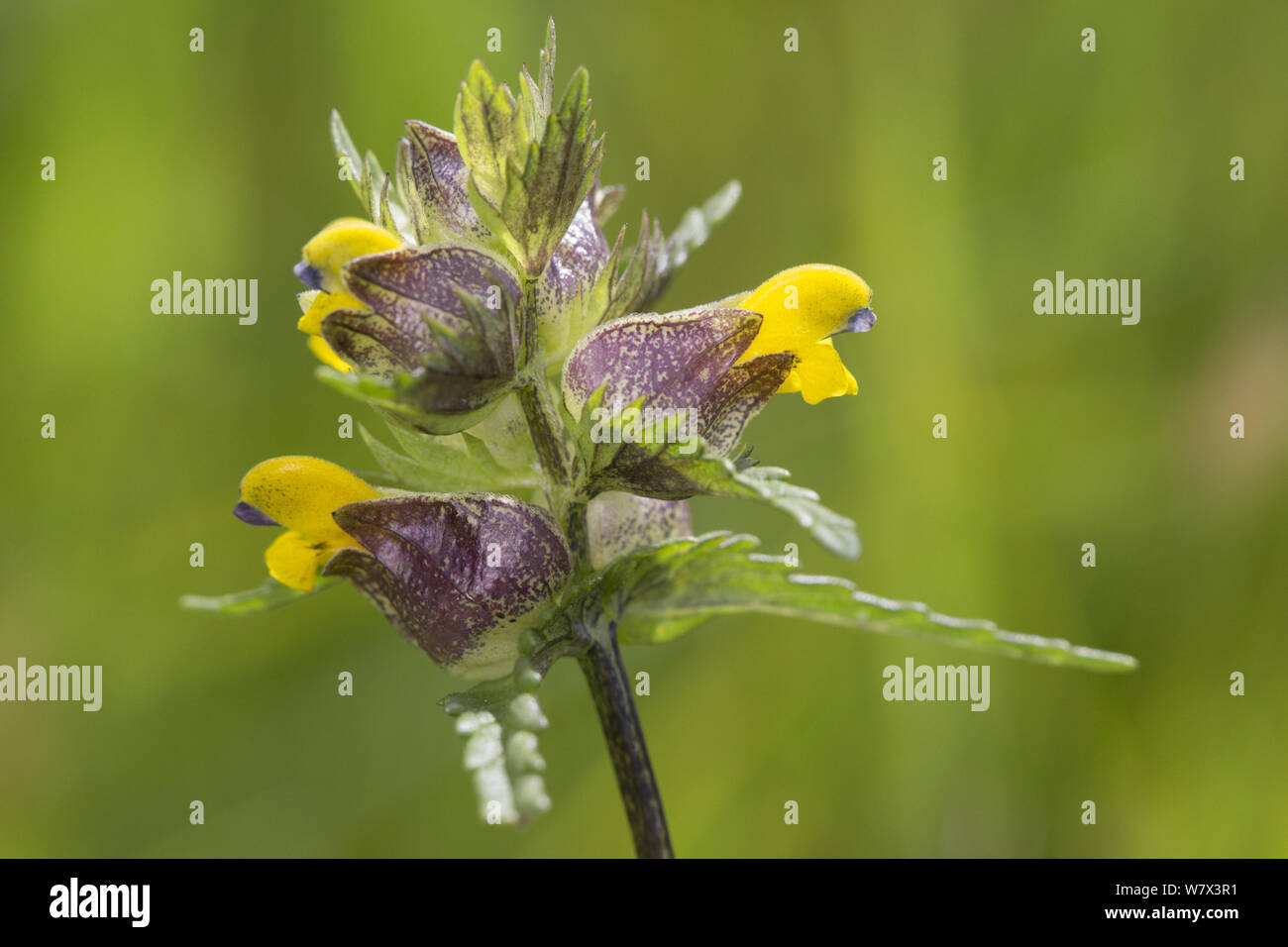Yellow Rattle (Rhinanthus minor) Derbyshire, UK. June Stock Photo - Alamy
