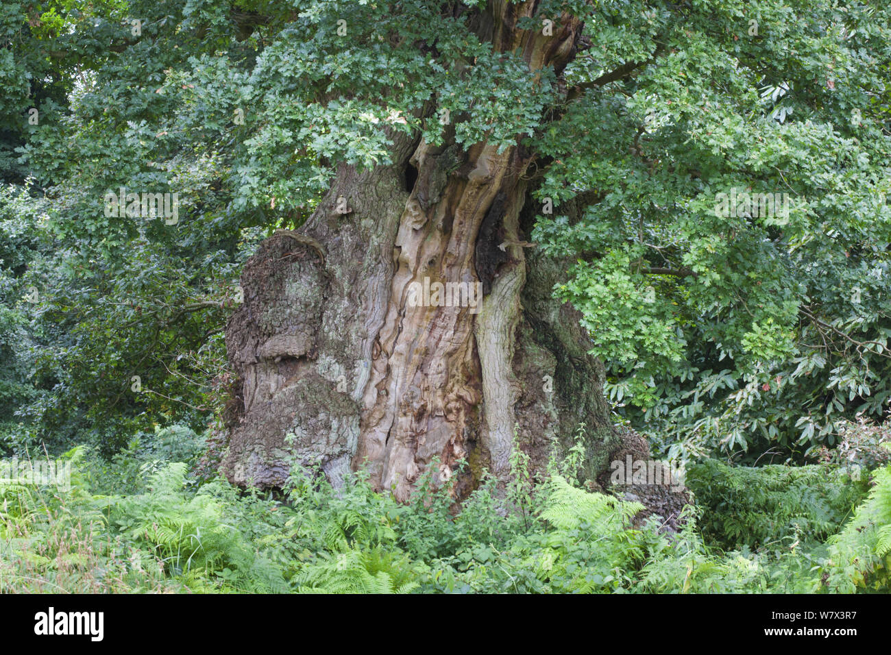 Oak tree uk september hi-res stock photography and images - Alamy