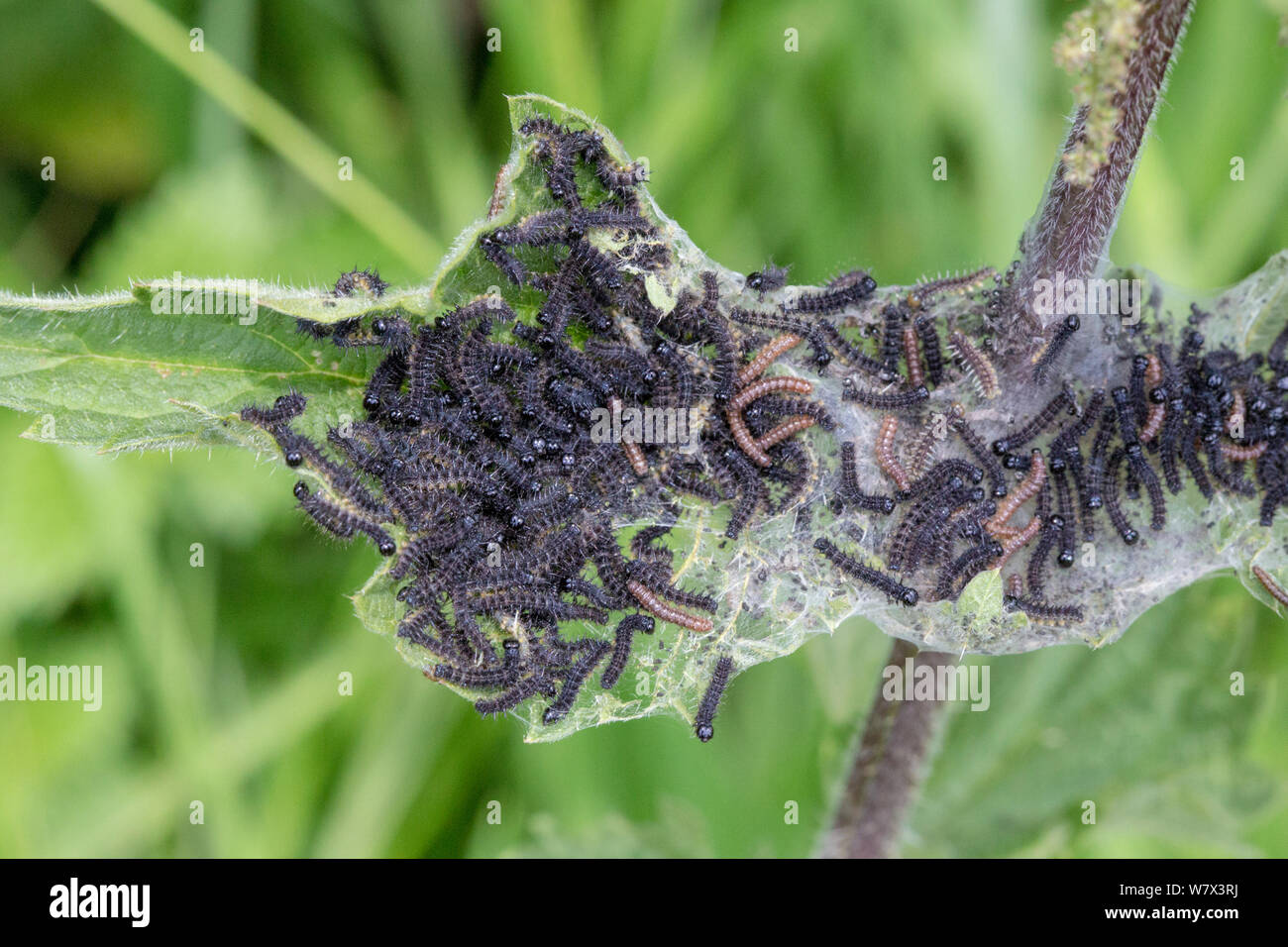 Peacock Butterfly caterpillars (Inachis io) in silk tent feeding on ...