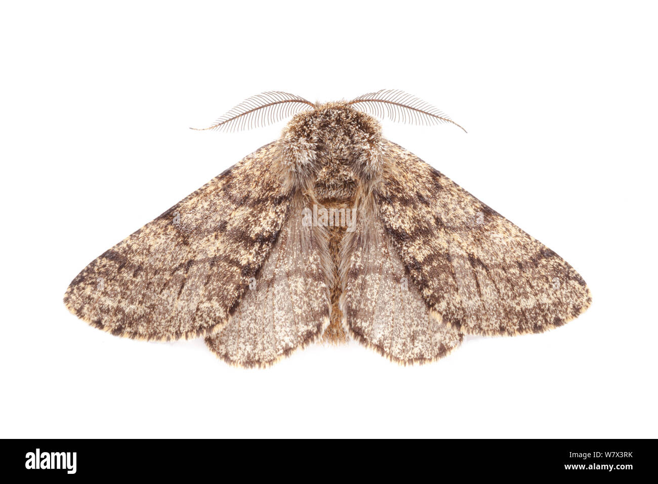 Beauty of uk wildlife Cut Out Stock Images & Pictures - Alamy
