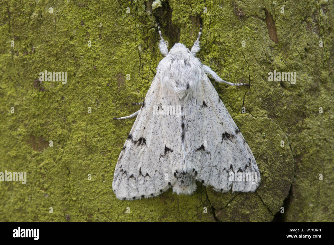 Leporina dagger moth hi-res stock photography and images - Alamy