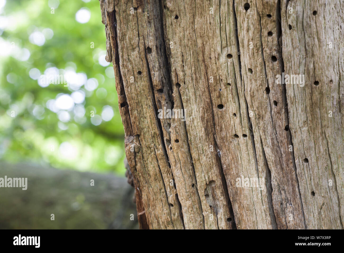 Oak tree uk september hi-res stock photography and images - Alamy