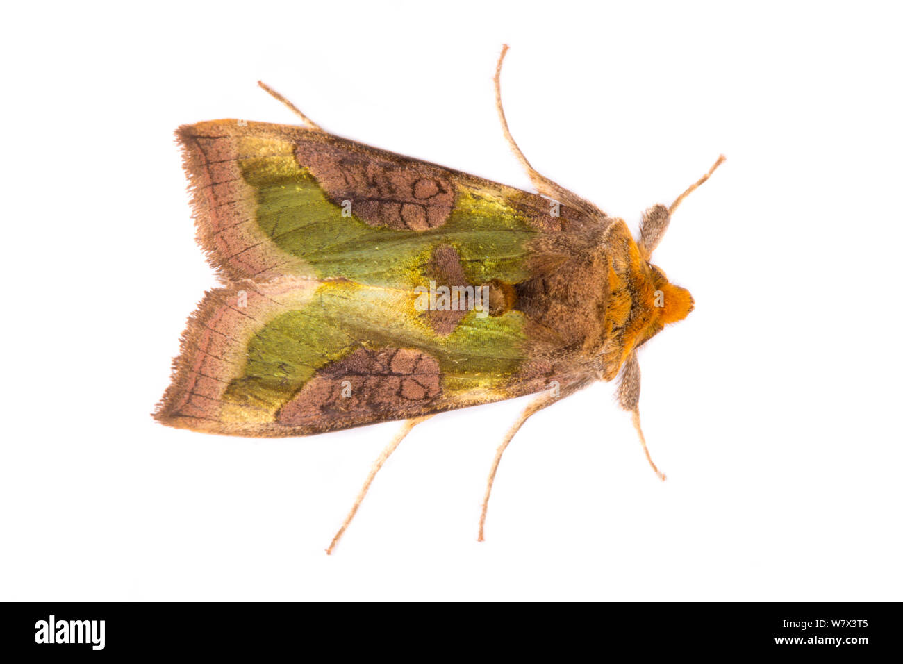 Burnished Brass (Plusia chrysitis) moth on a white background in mobile ...