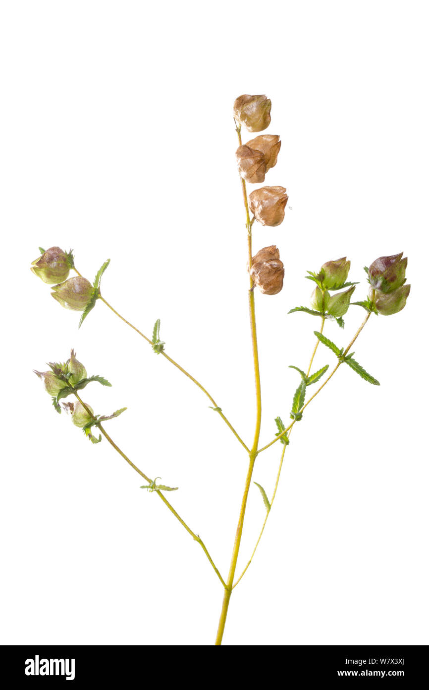 Yellow Rattle (Rhinanthus minor) ripe seed capsules on a white ...