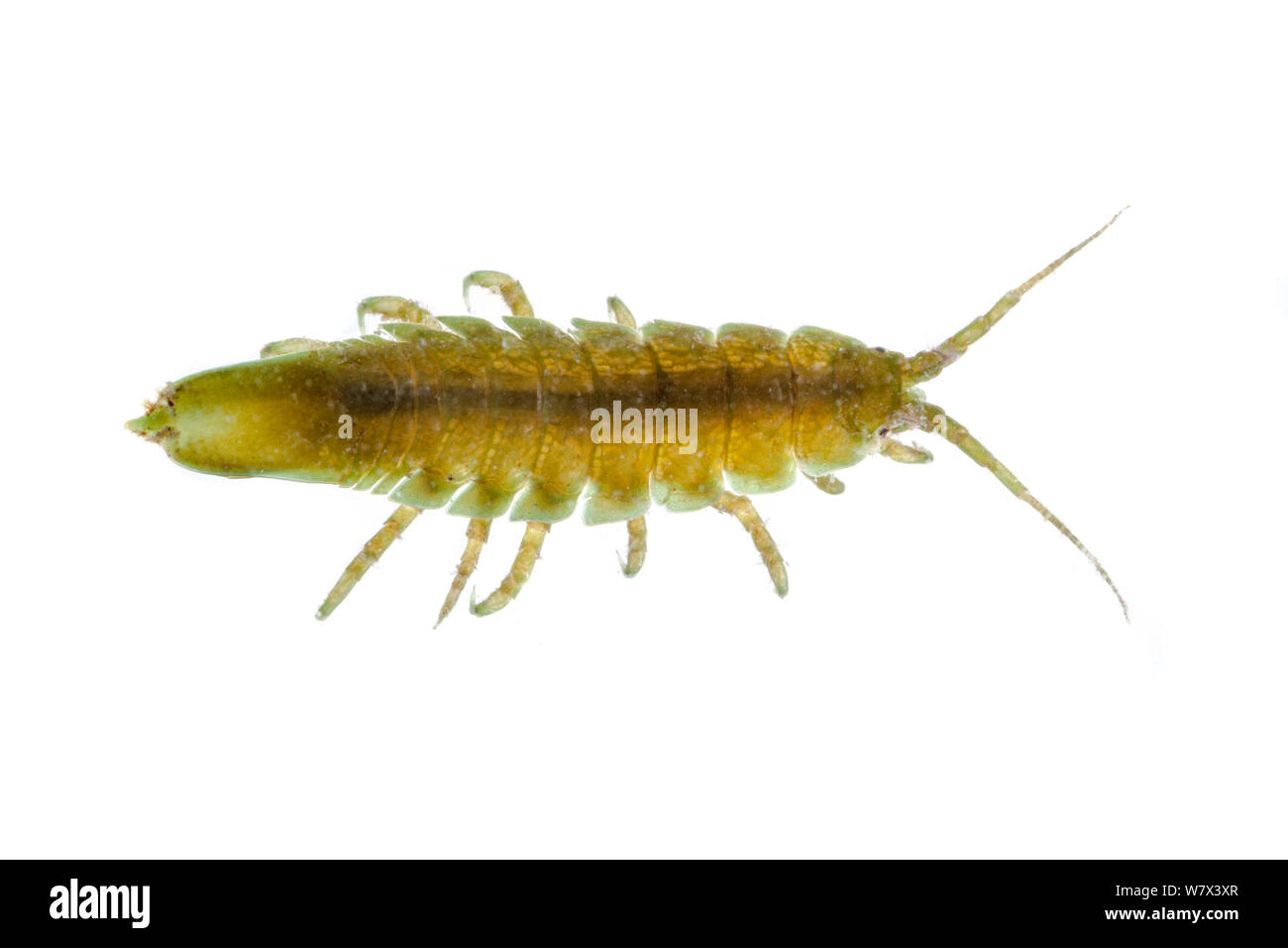 Isopod (Idotea granulosa) on a white background, Isle of Mull, Scotland ...