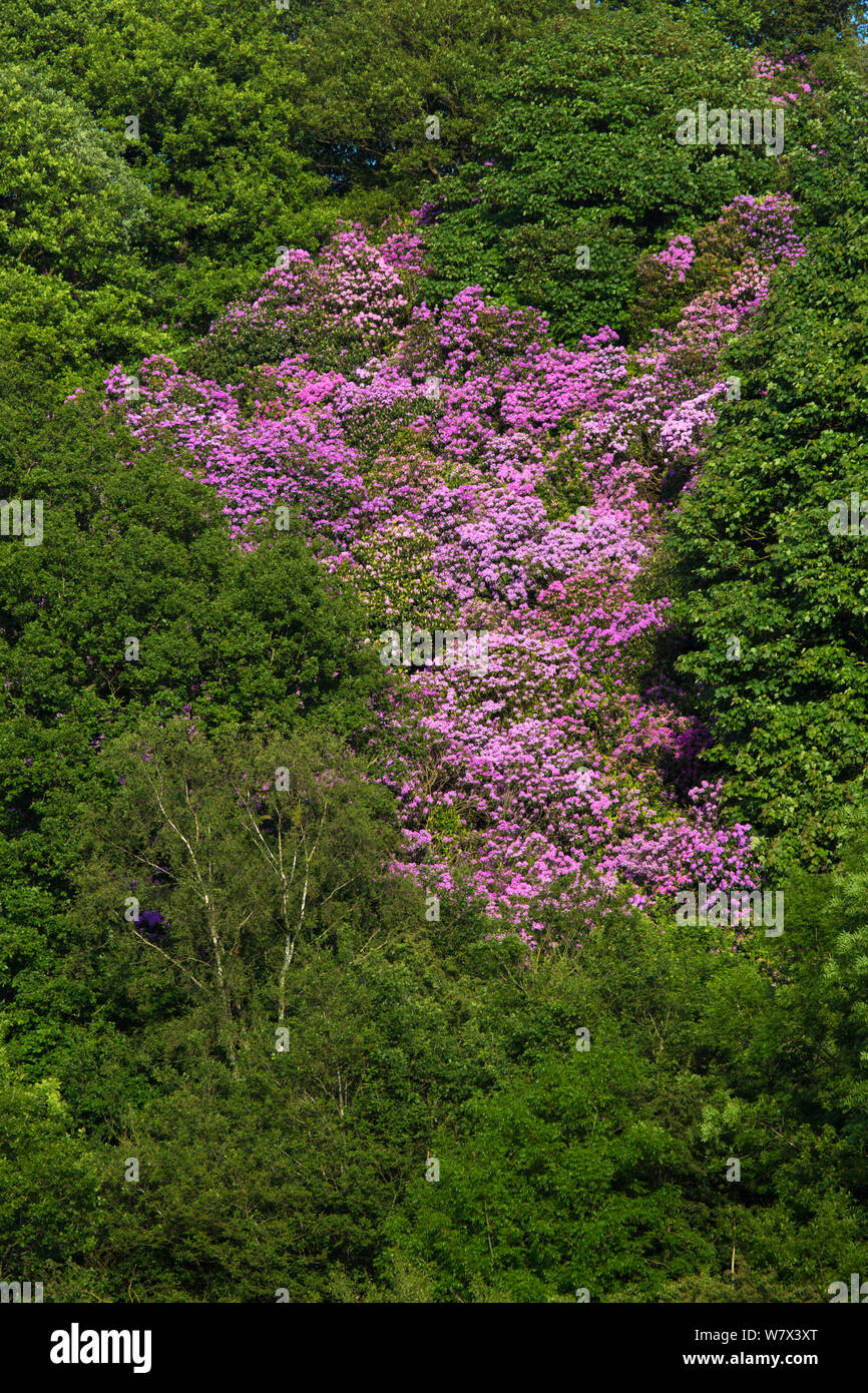 Rhododendron ponticum invasive hi-res stock photography and images - Alamy