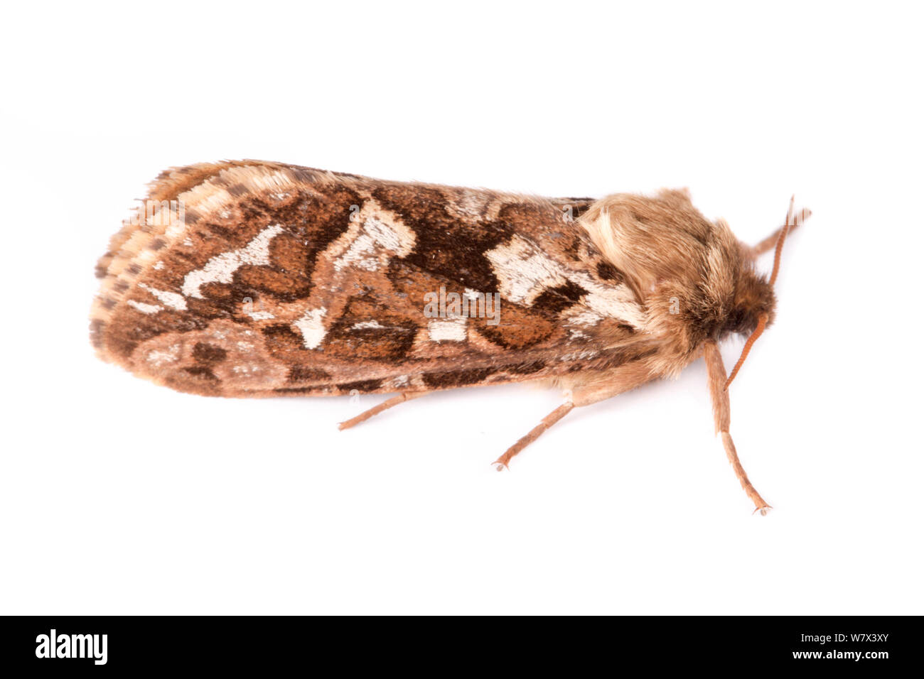 Map-winged Swift (Hepialus fusconebulosa) moth on a white background in ...