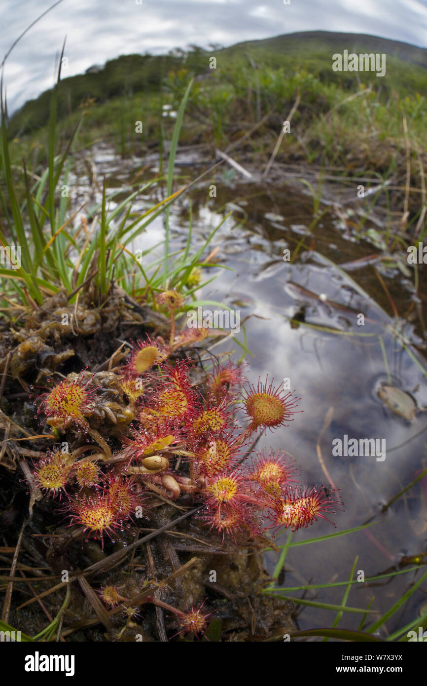 Round-leaved sundew (Drosera rotundifolia) growing in peat bog. Isle of ...