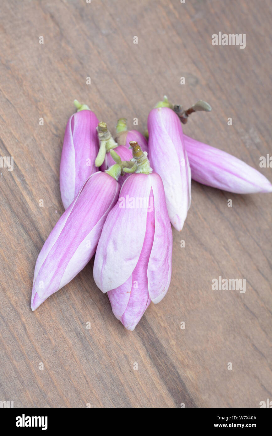 Magnolia flowers and bulb on table in garden Stock Photo - Alamy
