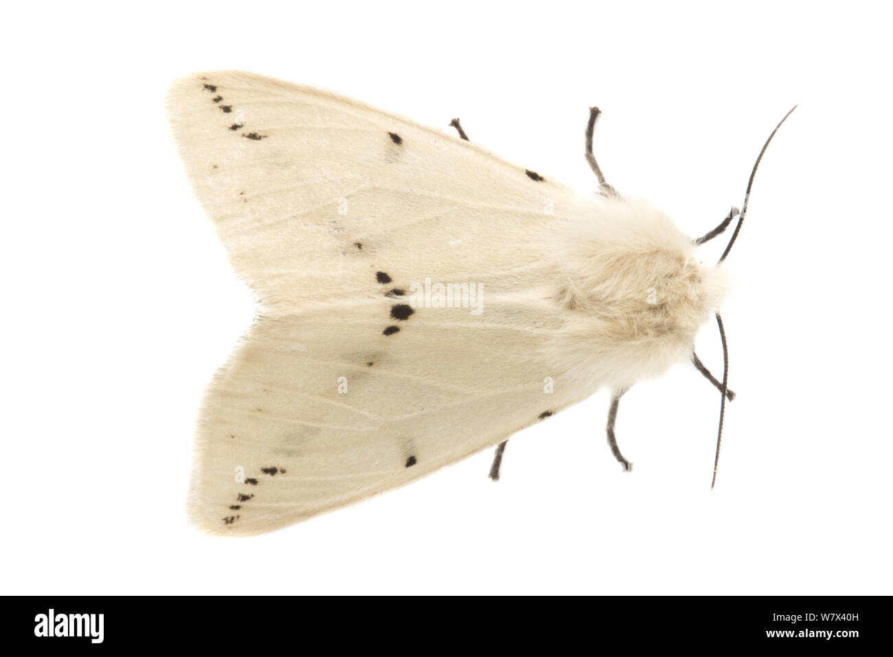 White ermine moth hi-res stock photography and images - Alamy