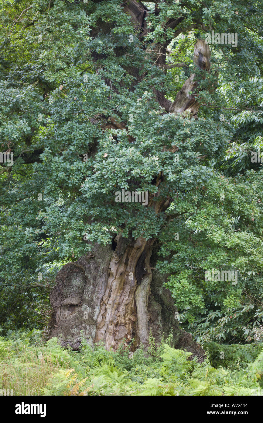 Oak tree uk september hi-res stock photography and images - Alamy