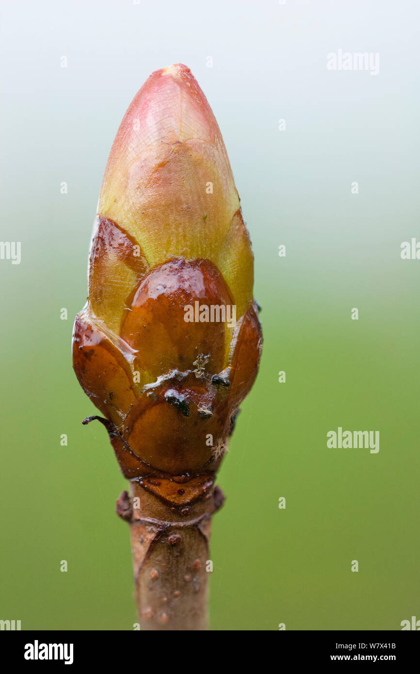 Horse Chestnut (Aesculus hippocastanum) bud. Peak District National ...