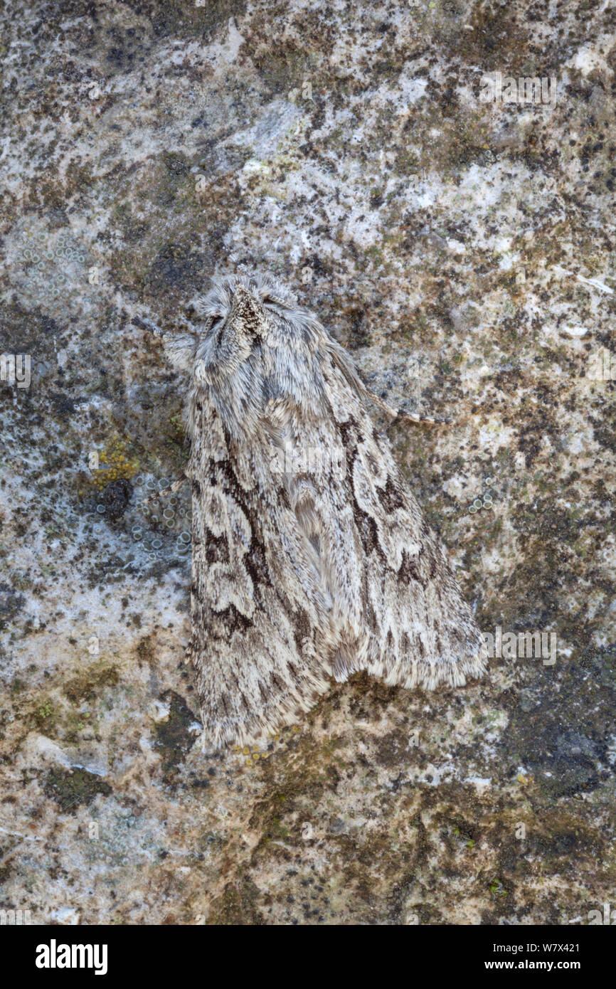 Early Grey moth (Xylocampa areola) camouflaged on limestone. Peak ...
