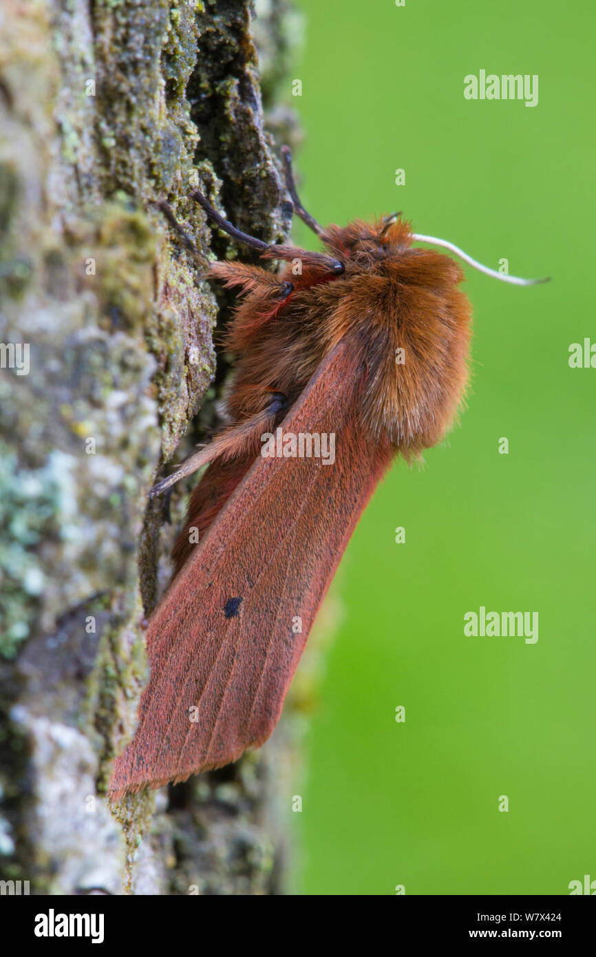 Ruby Tiger moth (Phragmatobia fuliginosa) Oxfordshire, UK. July Stock ...