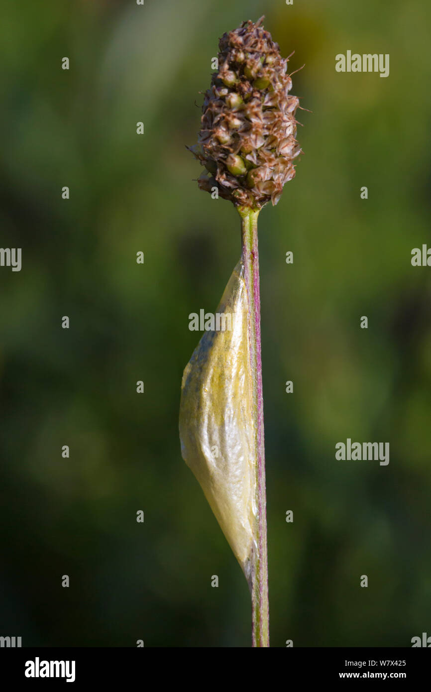 Chrysalis moth sphinx hi-res stock photography and images - Alamy