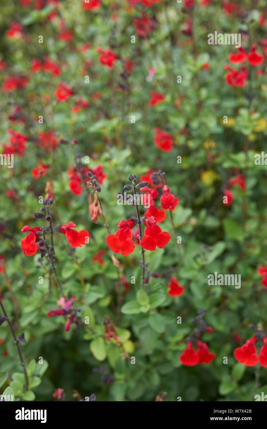 colorful flowers of Salvia coccinea plants Stock Photo - Alamy