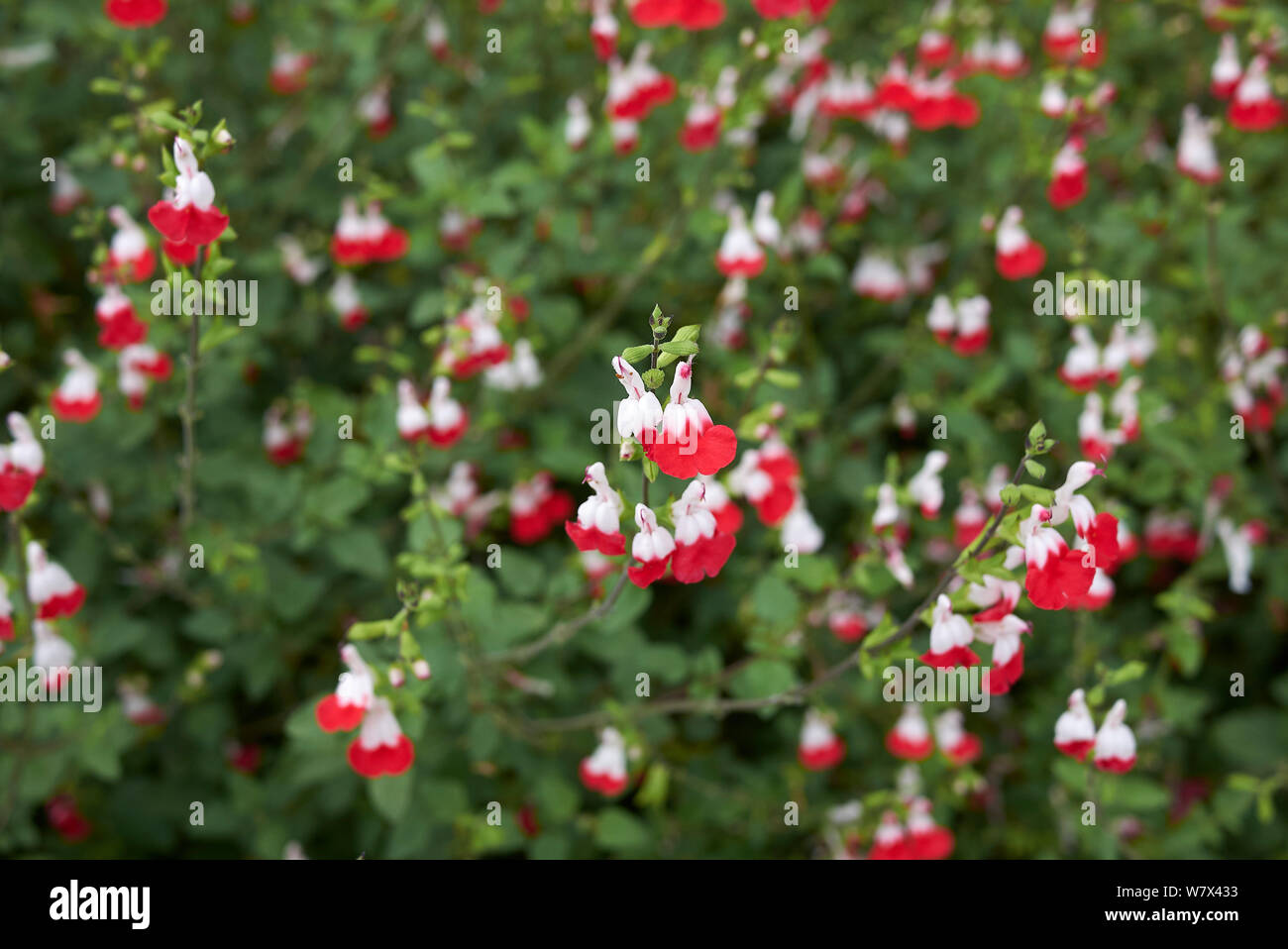 colorful flowers of Salvia coccinea plants Stock Photo - Alamy