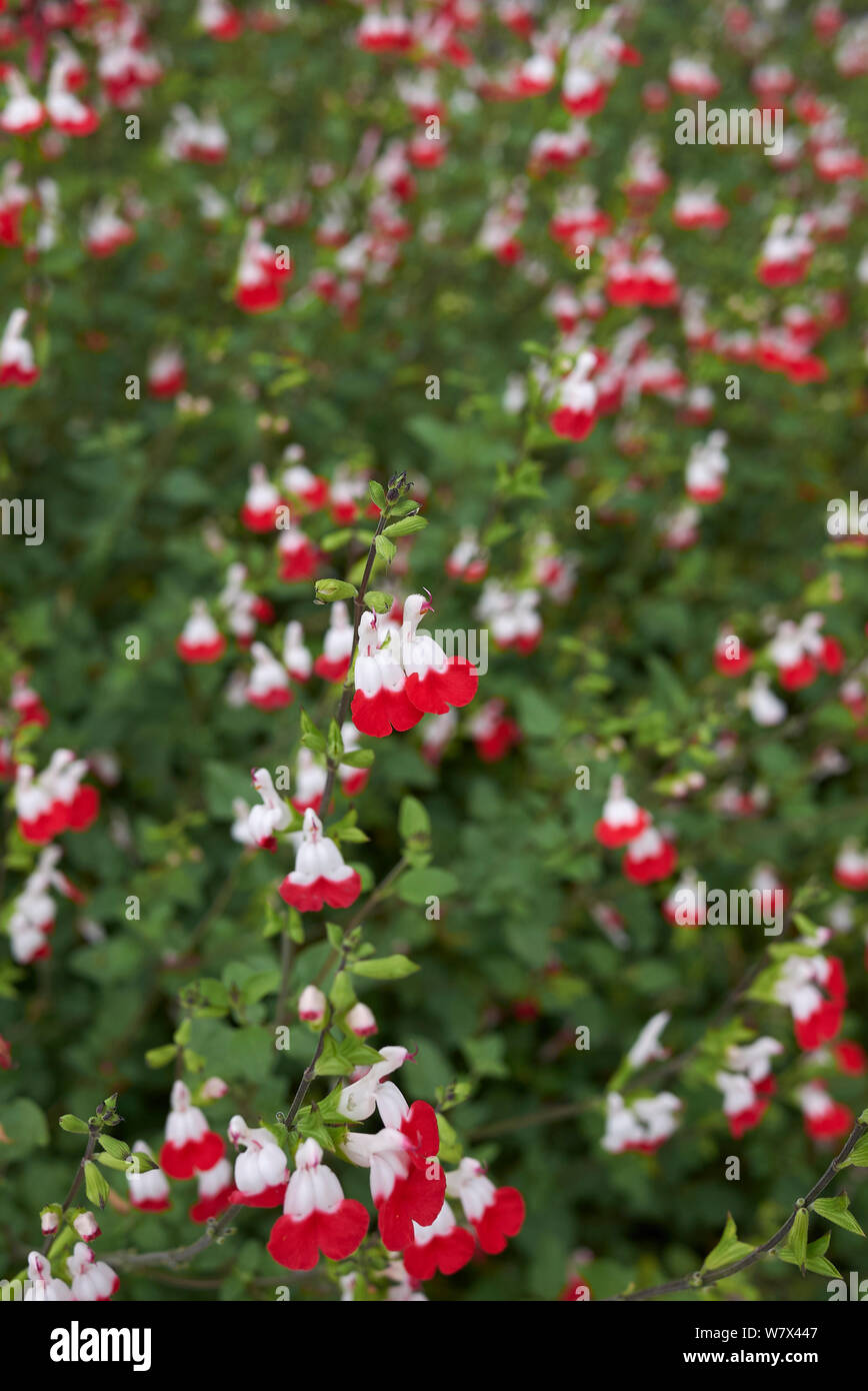 colorful flowers of Salvia coccinea plants Stock Photo - Alamy
