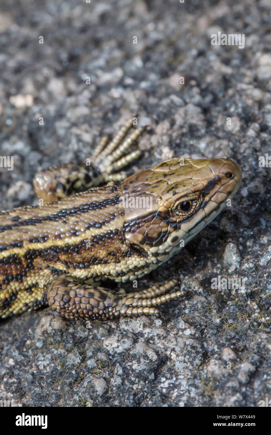 Uk wildlife reptile lizard hi-res stock photography and images - Alamy