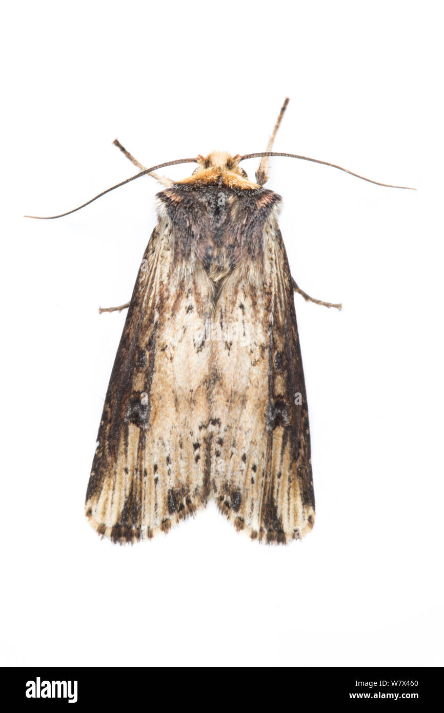 The flame moth Cut Out Stock Images & Pictures - Alamy