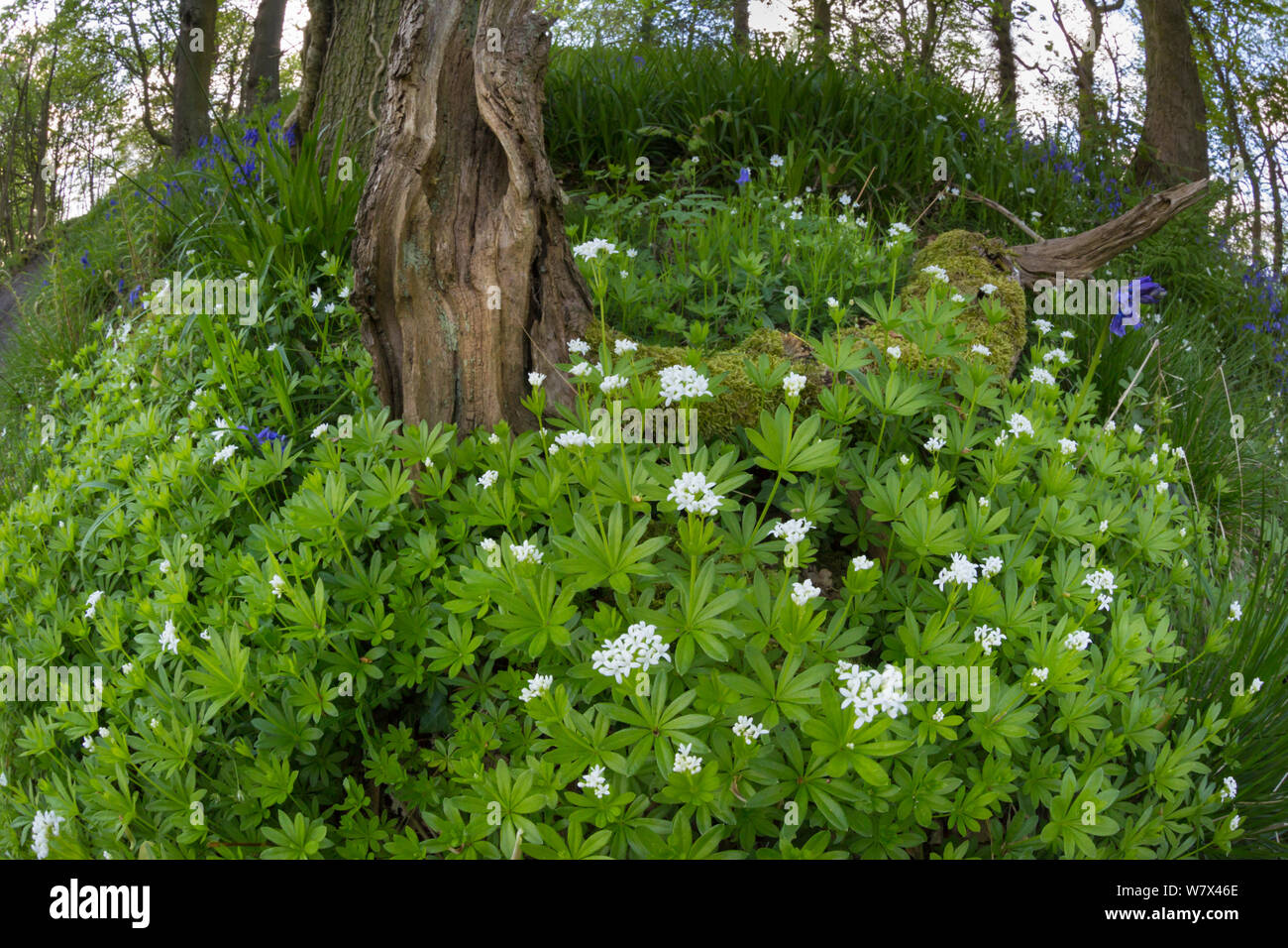 Sweet Woodruff (Galium odoratum) growing in deciduous woodland. Peak ...