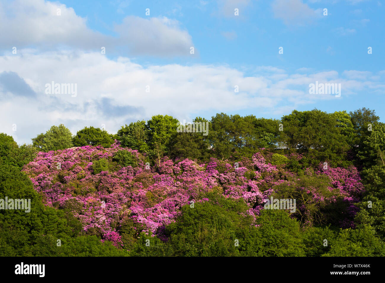 Rhododendron (Rhododendron ponticum) in flower. Peak District National ...
