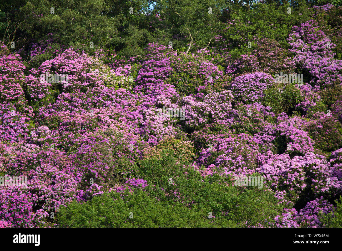 Rhododendron (Rhododendron ponticum) in flower. Peak District National ...