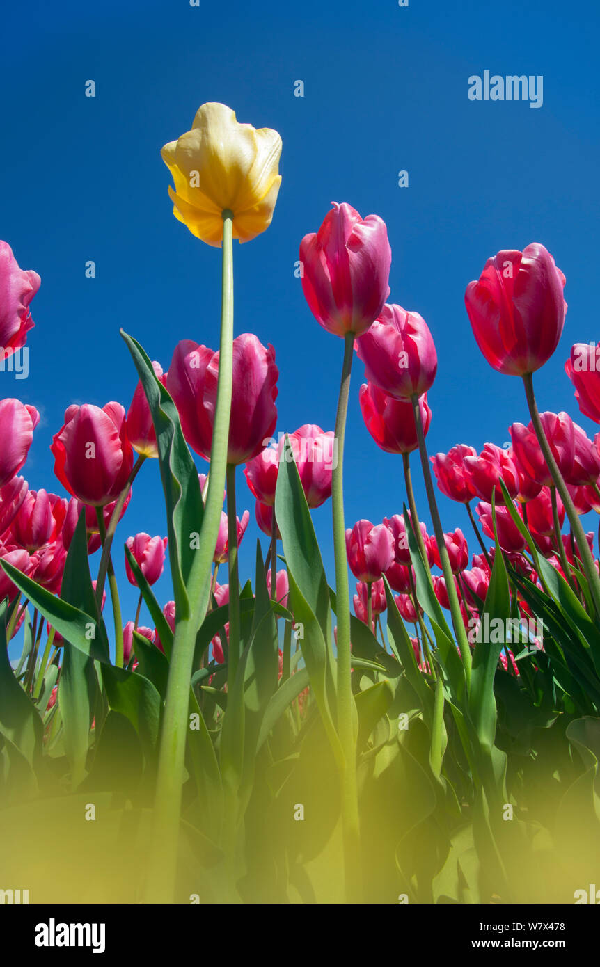 Tulipa tulipa sp hi-res stock photography and images - Alamy