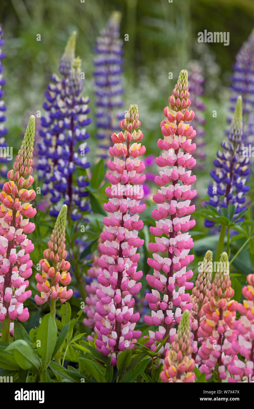 Lupin border hi-res stock photography and images - Alamy