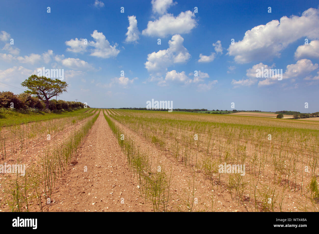 Ringstead, norfolk hi-res stock photography and images - Alamy