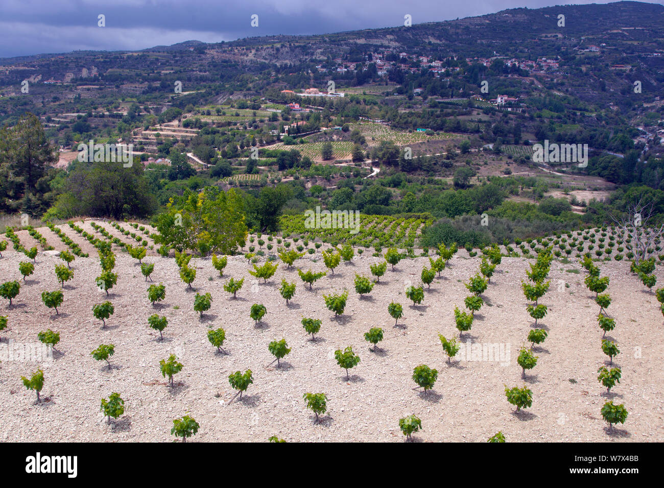 Climbing plant cyprus hi-res stock photography and images - Alamy